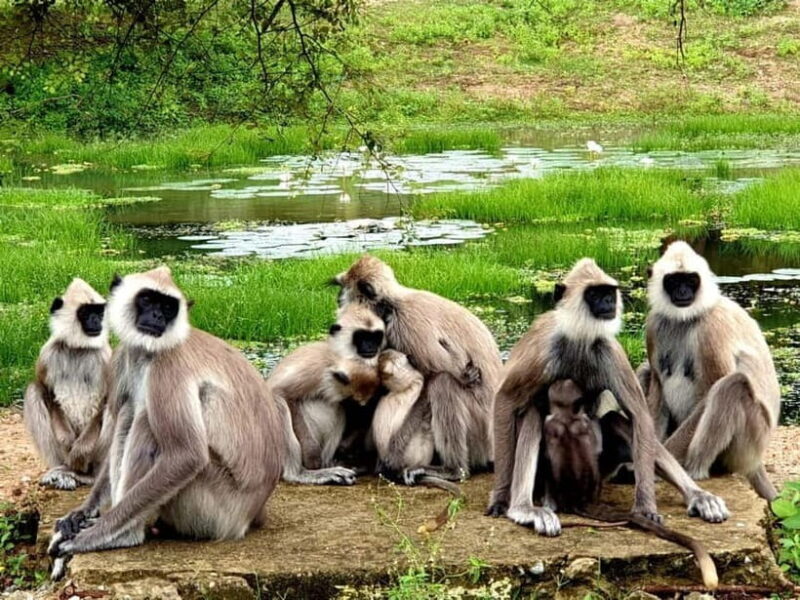 From Ella: Yala Safari & Transfer to Tangalle/Mirissa/Galle - A Detailed Look at the Tour Experience