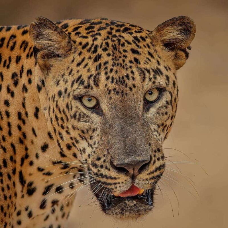 From Ella: Yala Safari with Tangalle/Mirissa/Galle Drop-off - What to Expect at Each Stop
