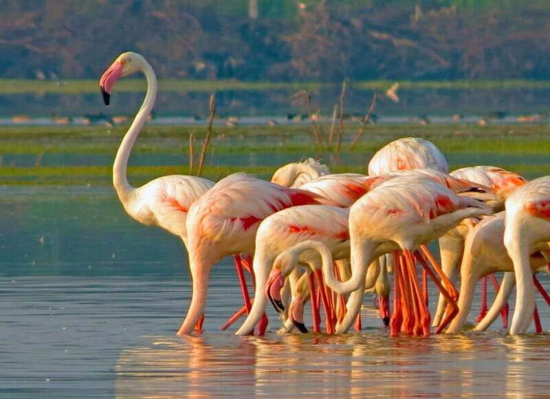 From Ella: Yala Safari with Tangalle/Mirissa/Galle Drop-off - Who should consider this tour?