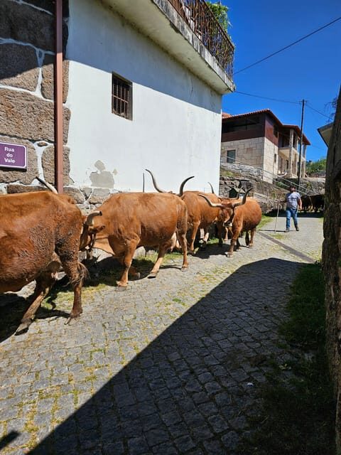 From Fafe: Full-day Tour in Gerês National Park - Key Points