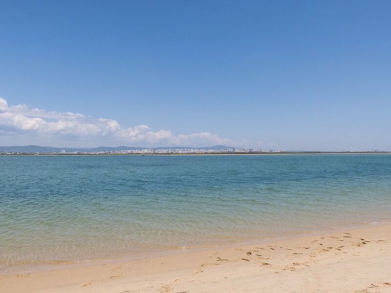 From Faro: 2-Hour Guided Bird Watching Boat Trip - A Closer Look at the Experience