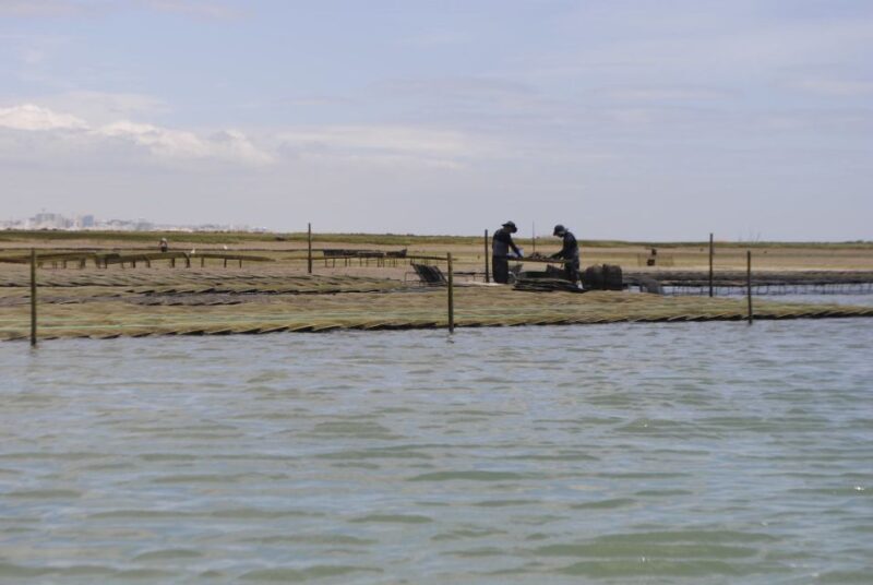 From Faro: 2-Hour Guided Bird Watching Boat Trip - FAQ