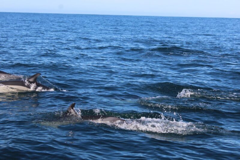From Faro: Dolphin Watching & 2 Islands Tour - What’s Included and What’s Not
