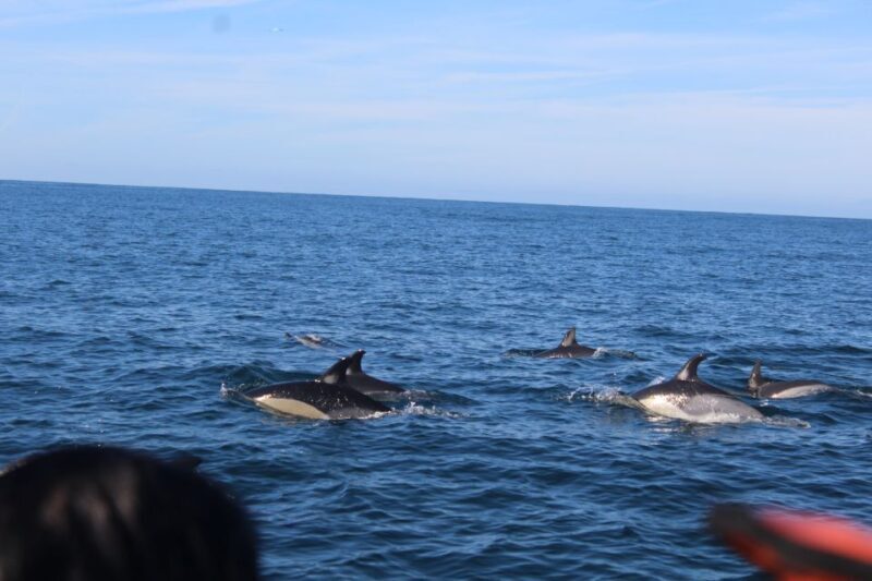From Faro: Dolphin Watching & 2 Islands Tour - The Review from Past Participants