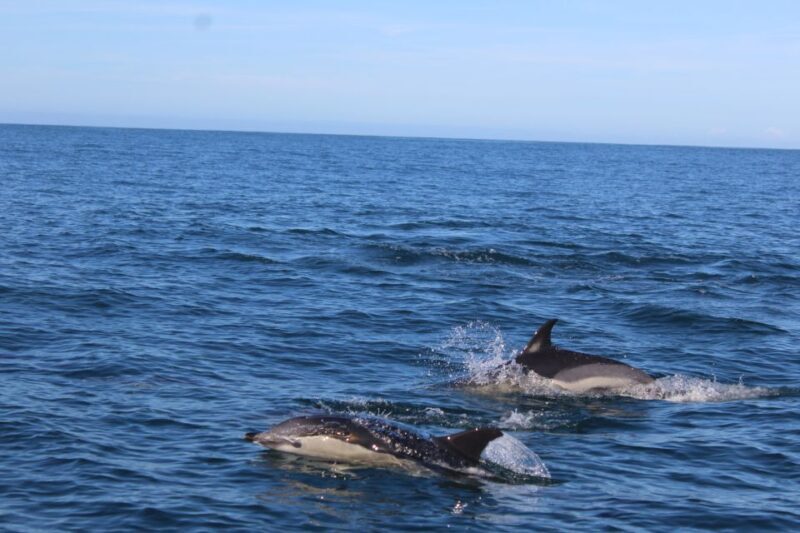 From Faro: Dolphin-Watching & Wildlife - From Faro: Dolphin-Watching & Wildlife — A Practical Guide to Algarve’s Marine Life Adventure