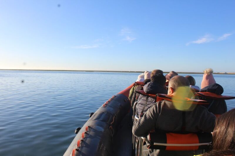 From Faro: Dolphin-Watching & Wildlife - Analyzing the Experience: What Makes It Special
