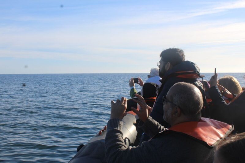 From Faro: Dolphin-Watching & Wildlife - Authentic Traveler Feedback