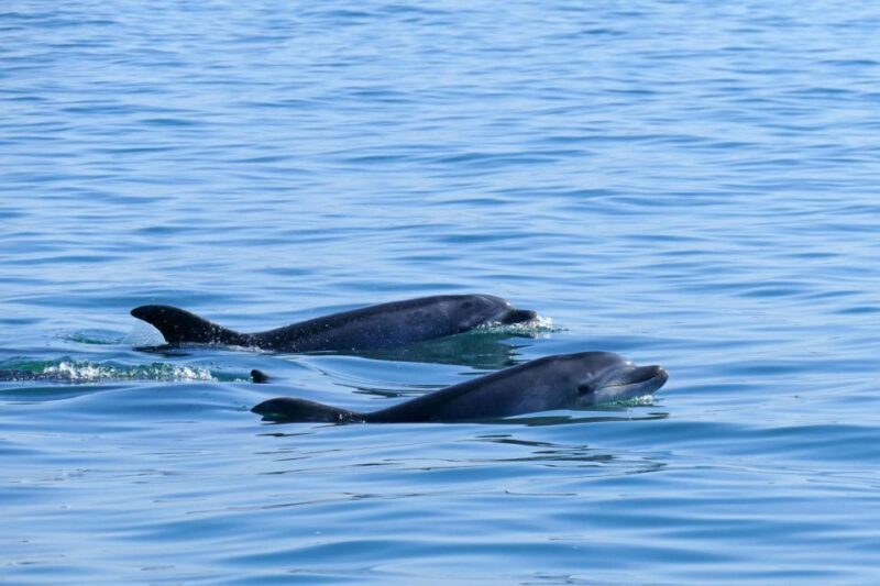 From Faro: Dolphin-Watching & Wildlife - Who Will Love This Tour?