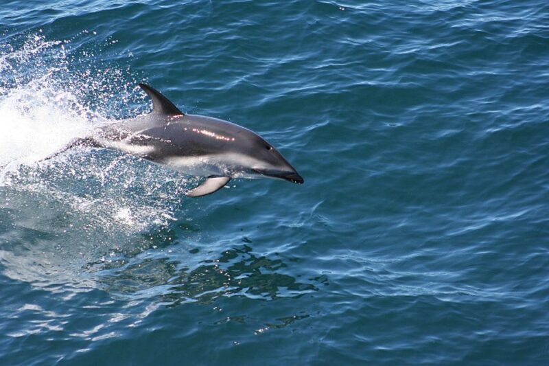 From Faro: Dolphin-Watching & Wildlife - Final Thoughts on Value