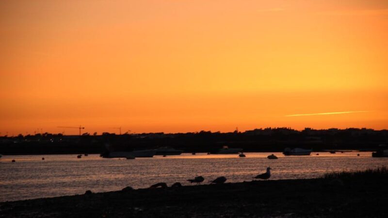 From Faro: Ria Formosa Sunset Boat Trip - Who is This Tour Best For?