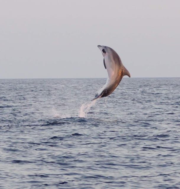From Fazana: Dolphin watching and snorkeling in Blue Cave - Key Points