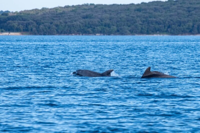 From Fazana: Dolphin watching and snorkeling in Blue Cave - Final Thoughts: Who Is This Tour Best For?