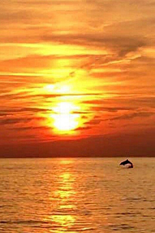 From Fazana: Dolphin watching sightseeing cruise at sunset - A Genuine Look at the Experience