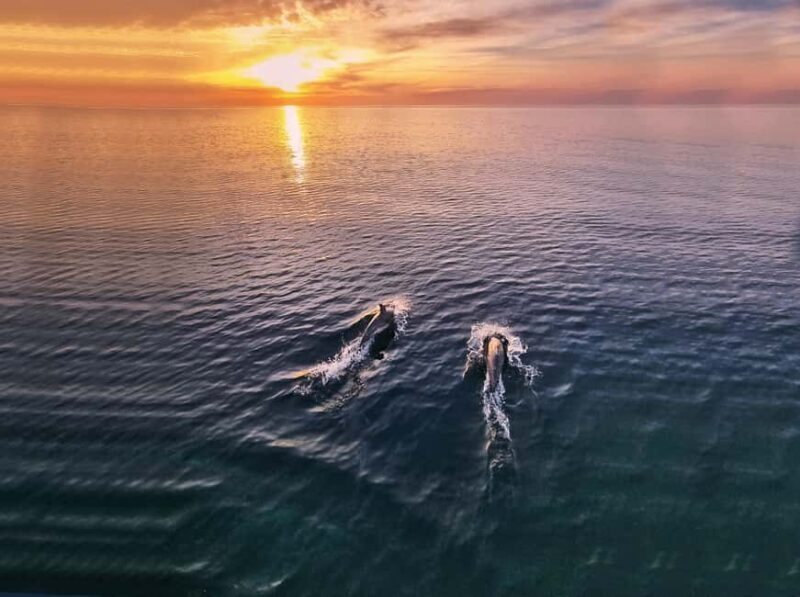 From Fazana: Private Dolphin search & Sunset cruise - Key Points