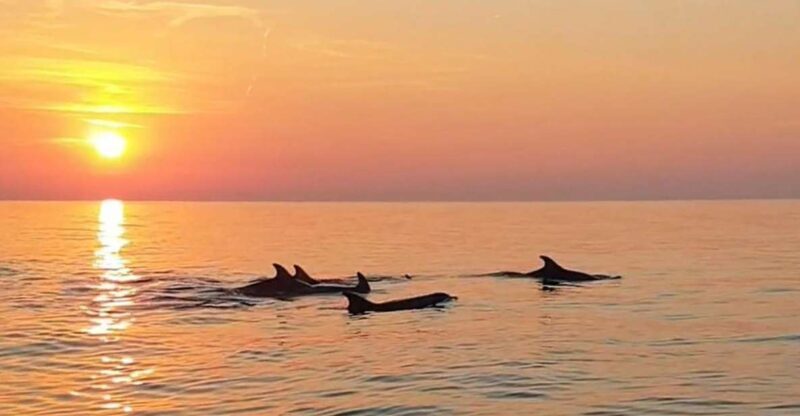From Fazana: Private Dolphin search & Sunset cruise - An In-Depth Look at the Experience