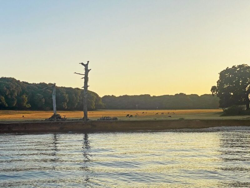 From Fazana: Private Dolphin search & Sunset cruise - Is This Tour for You?