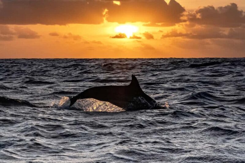 From Fazana: Private Dolphin search & Sunset cruise - FAQs