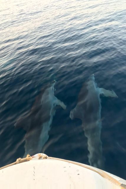 From Fazana: Private sunset dolphin tour - Why This Tour Offers Great Value