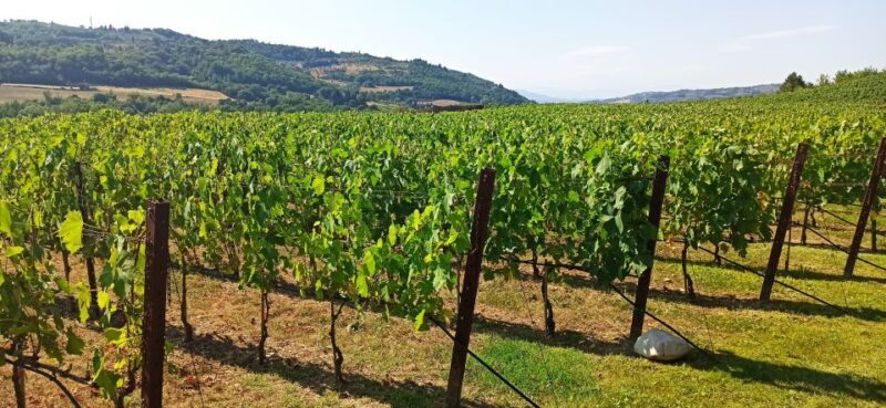 From Florence: Chianti afternoon tour & visit to 2 wineries - Final Thoughts