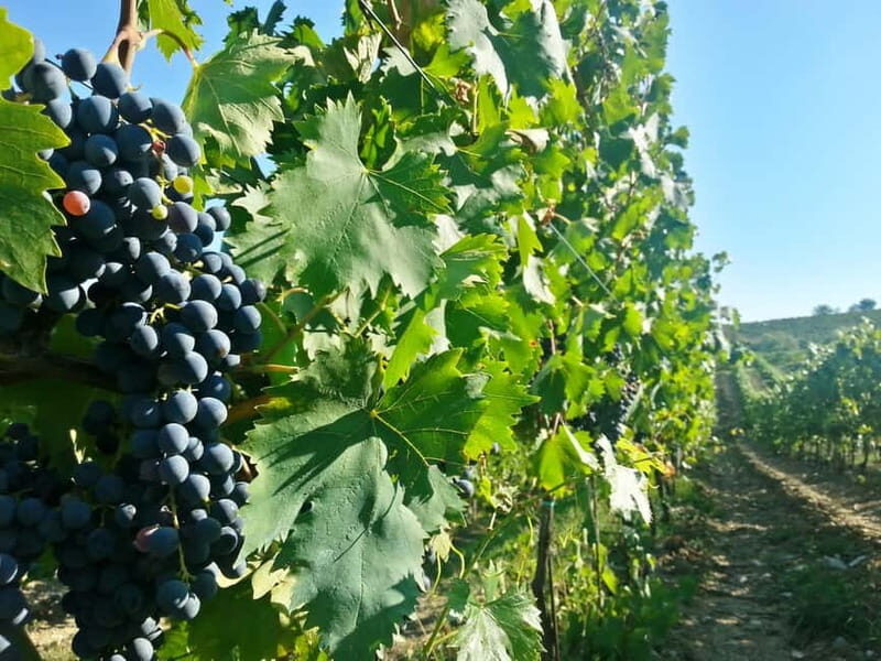 From Florence: Chianti E-Bike Tour with Organic Farm Lunch - Who This Tour Is Best For