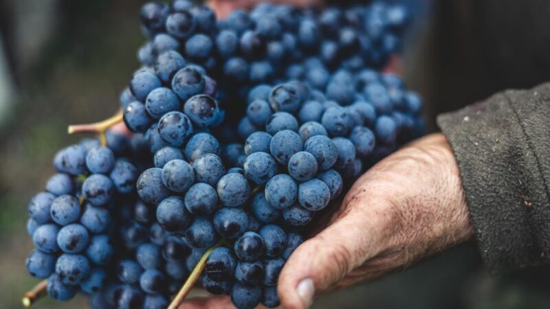 From Florence: Chianti Hills Half-Day Tour with Wine Tasting - FAQs