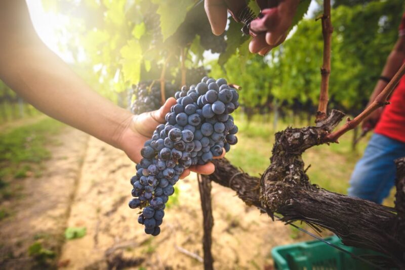 From Florence: Chianti, Montalcino & Montepulciano - Minivan - Introduction: Why This Tour Could Be Just Right for You