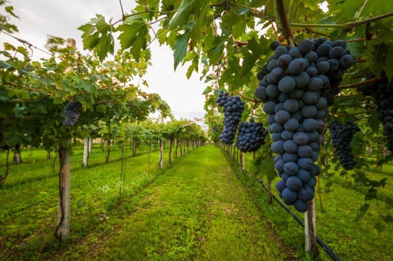 From Florence: Chianti Wine Tour with Tasting - Key Points