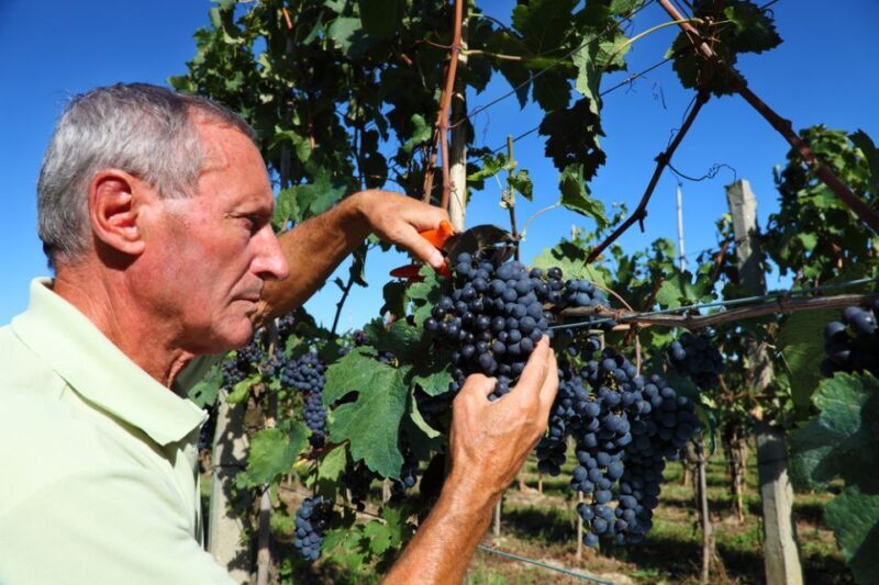 From Florence: Chianti Wine Tour with Tasting - Who Will Love This Tour?
