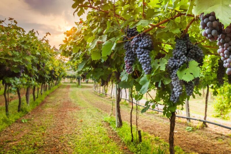 From Florence: Chianti Wine Tour with Tasting - FAQs