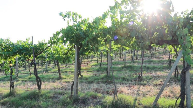 From Florence: Chianti Wine Tour with Tastings - FAQ