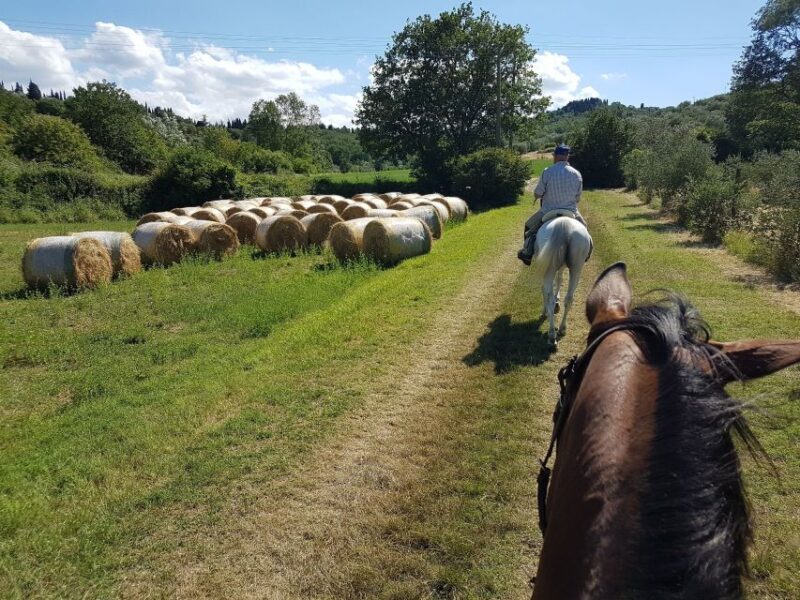 From Florence: Horseback Ride and Olive Oil and food tasting - Key Points