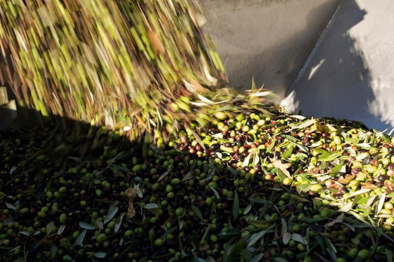 From Florence: Olive Oil Mill Tour and Tasting in Fiesole - Who Should Consider This Tour?