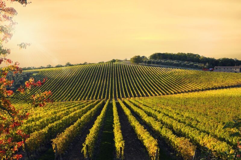 From Florence: Private Wine Tour with Dinner on an Estate - Why Choose This Tour?