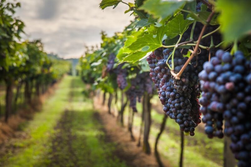 From Florence: Semi Private Deep Wine Chianti San Gimignano - Who Should Consider This Tour?