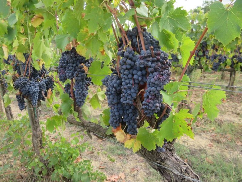 From Florence: Tuscany and Chianti Vespa Tour with Lunch - Final Thoughts
