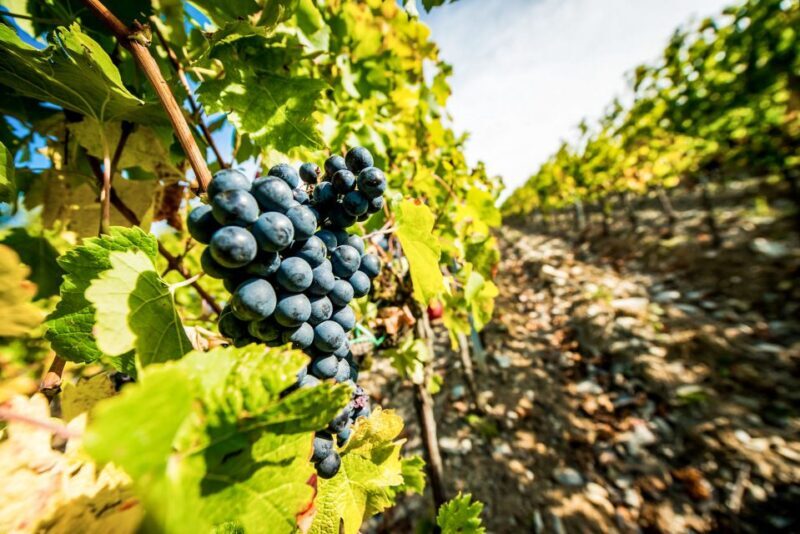 From Florence: Tuscany Wine & Food Tour with Guide - Final Thoughts