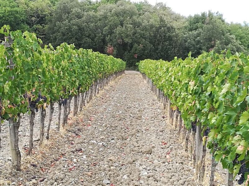 From Florence: Val d'Orcia Region Private Wine Tasting Tour - On the Practical Side