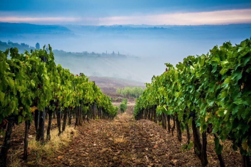From Florence: Wine Tasting and Dinner in Chianti Vineyards - Practical Notes on the Experience