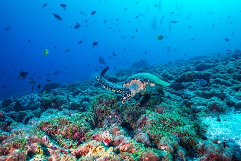 From Fort Lauderdale: Bimini Island Day Trip by Ferry - Practical Tips for Travelers