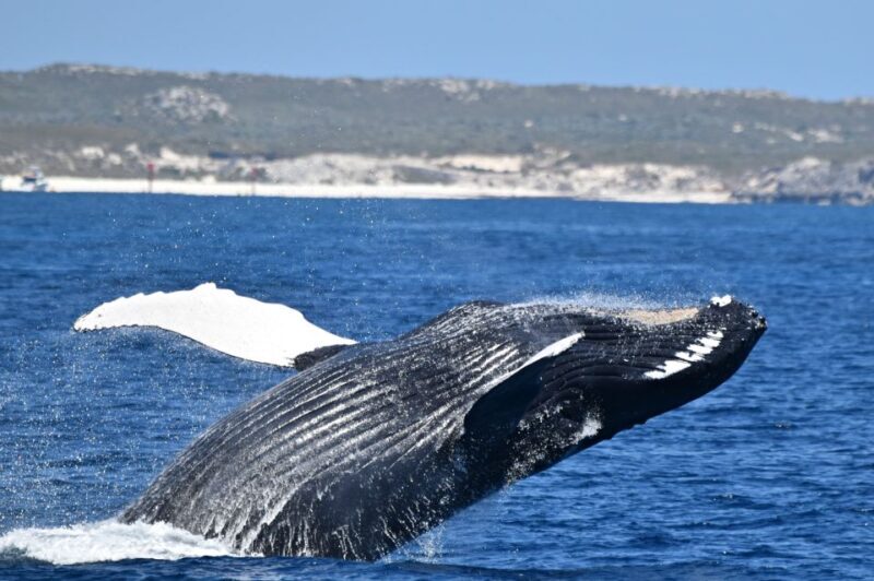 From Fremantle: 2-Hour Luxury Whale-Watching Cruise - Arriving and Meeting Up