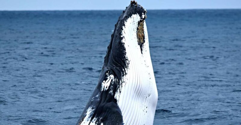 From Fremantle: 2-Hour Luxury Whale-Watching Cruise - Authentic Reviews Highlights