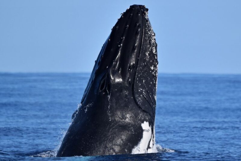 From Fremantle: 2-Hour Luxury Whale-Watching Cruise - FAQ