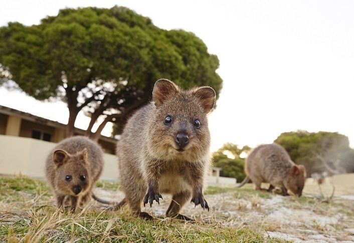 From Fremantle: Rottnest Island Ferry and Bike Day Tour - Key Points