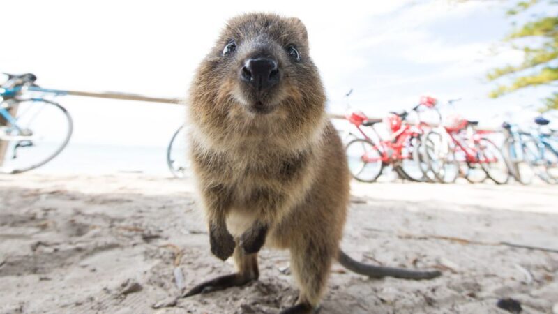 From Fremantle: Rottnest Island Ferry & Bus Day Tour - FAQ