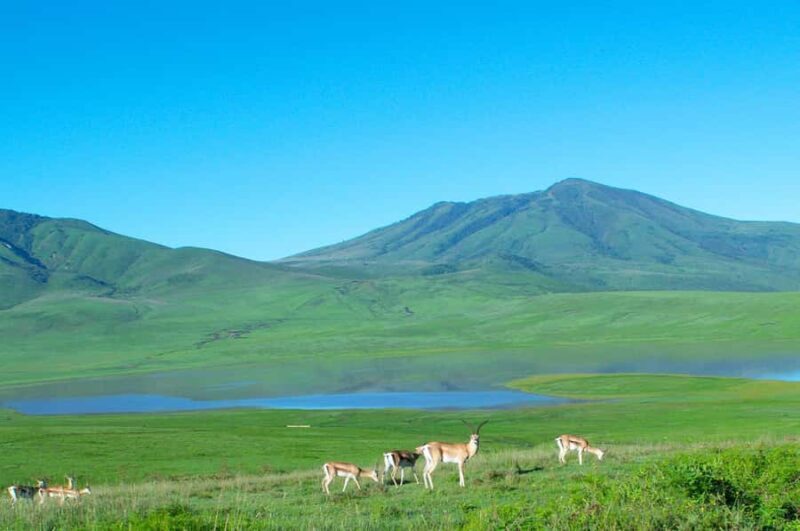 From Fukuoka: Kumamoto Castle and Mount Aso Day Trip - The Practical Side: Value and Logistics