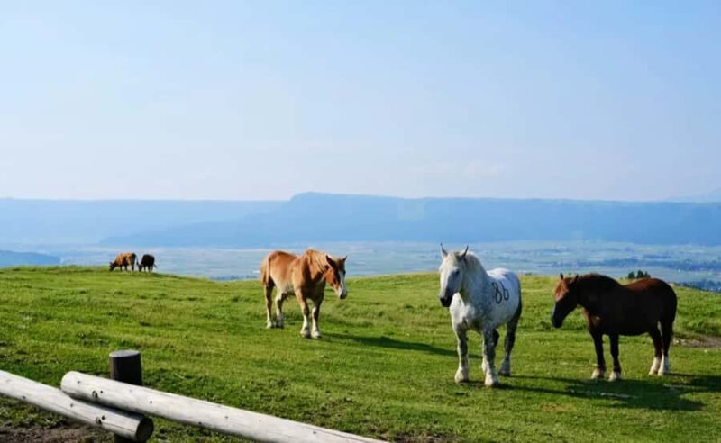 From Fukuoka: Kumamoto Castle and Mount Aso Day Trip - The Sum Up: Who Will Love This Tour?