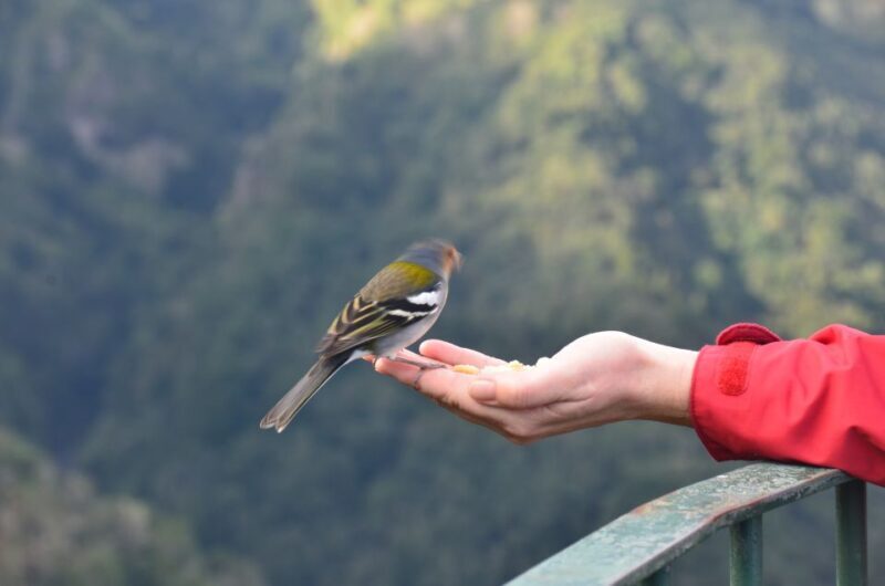 From Funchal: East Tour Madeira 4x4 Jipe Tour Santana Houses - Introduction: Why Consider This Madeira Adventure?