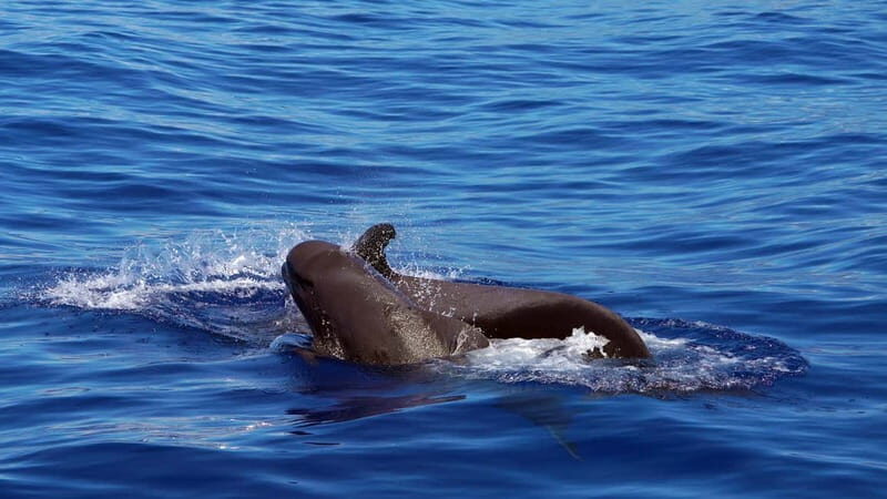From Funchal: Ecological Catamaran Dolphin Whale Watching - An Honest Look at the Experience