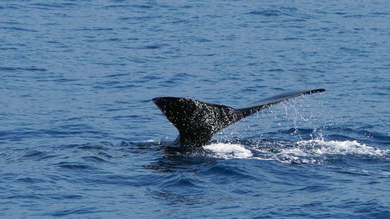 From Funchal: Ecological Catamaran Dolphin Whale Watching - FAQ
