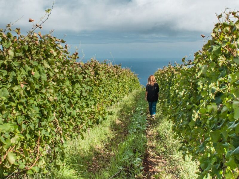 From Funchal: Full-Day Madeira Wine Tour with Lunch - The Itinerary – What to Expect on This Full Day of Wine and Scenic Beauty